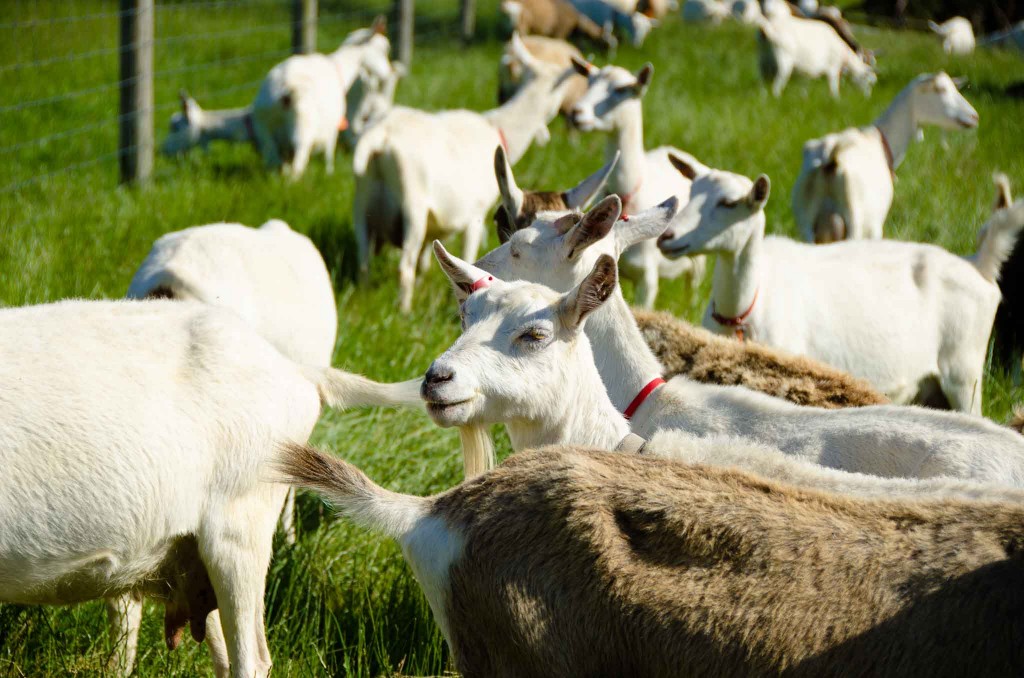 Main Ridge Dairy - Love the Peninsula