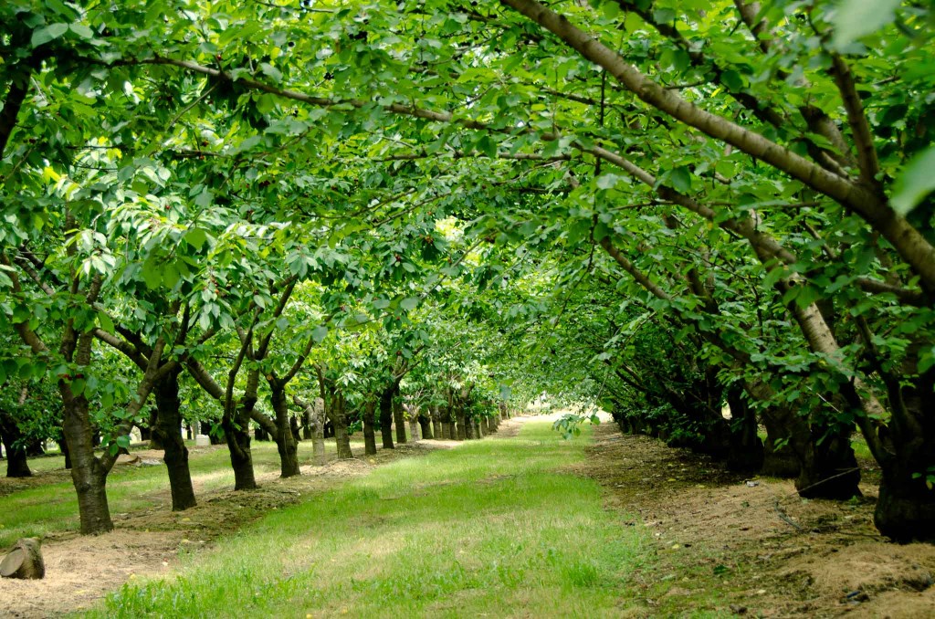 Ripe n Ready Cherry Farm in Red Hill, Mornington Peninsula