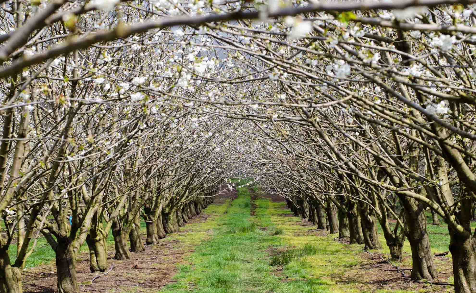 Ripe n Ready Cherry Farm in Red Hill, Mornington Peninsula