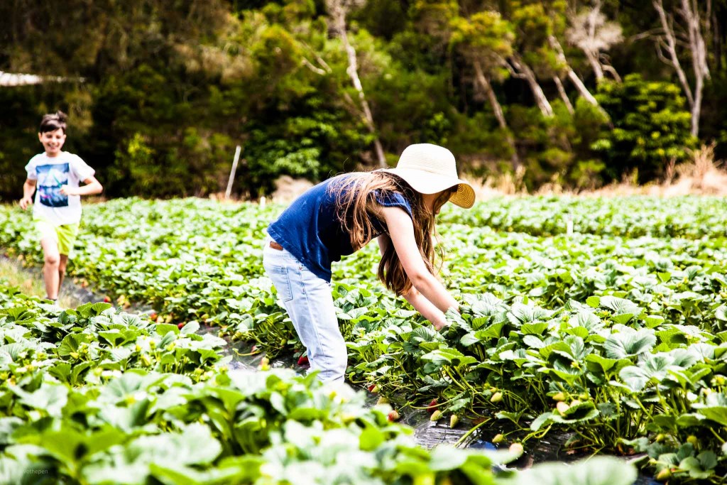 Rocky Creek Strawberry Farm, Main Ridge - Love the Peninsula
