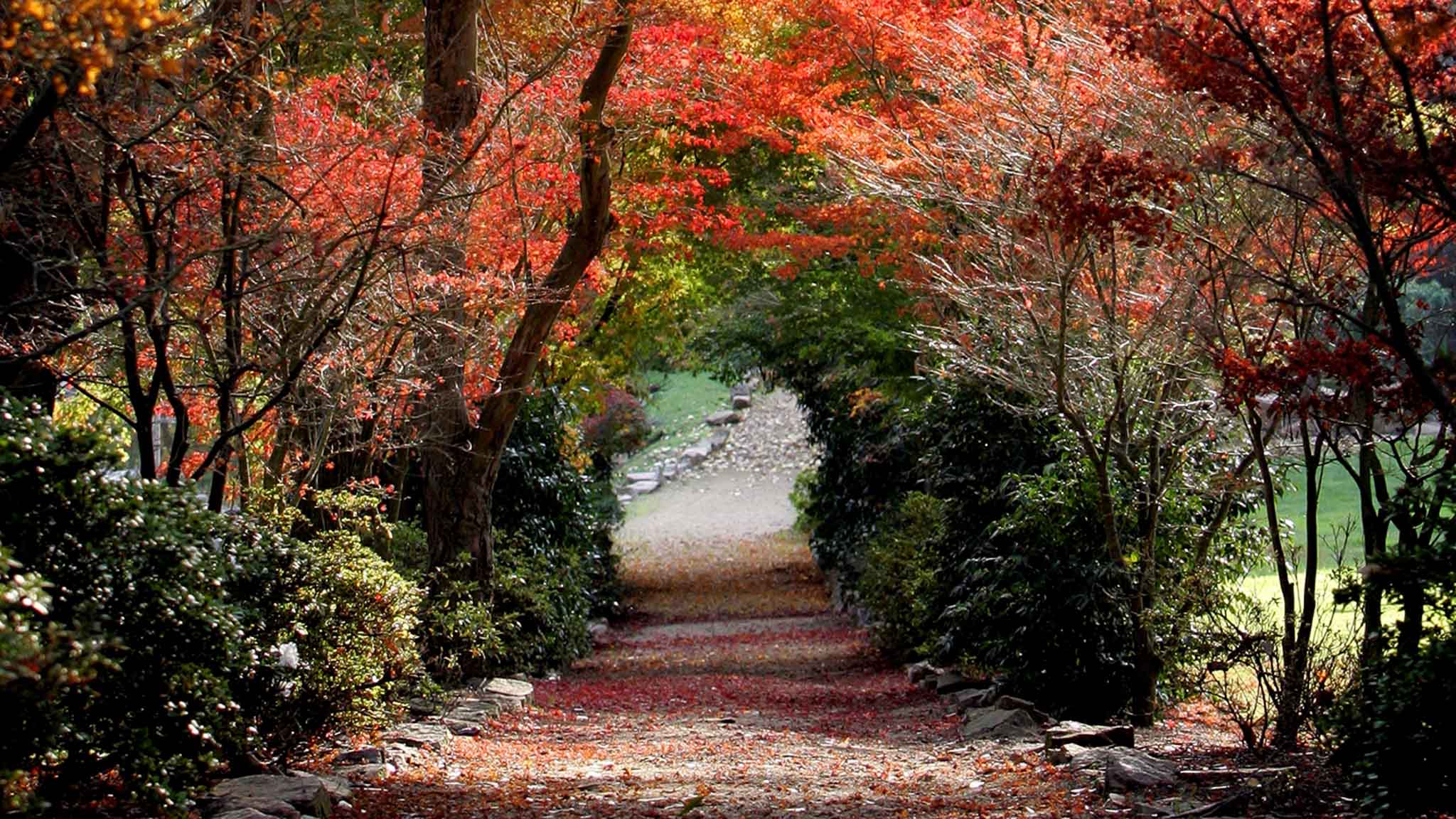 Lindenderry Autumn Tree Walk - Love the Peninsula