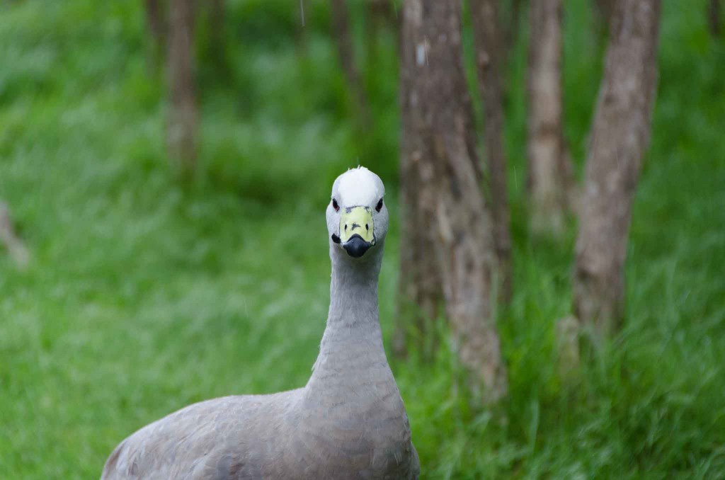 Moonlit Sanctuary Wildlife Conservation Park - Love the Peninsula