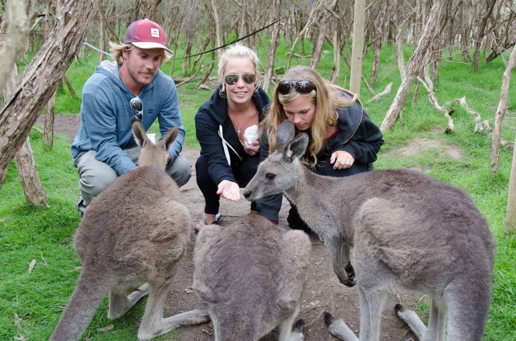 Moonlit Sanctuary Wildlife Conservation Park - Love the Peninsula