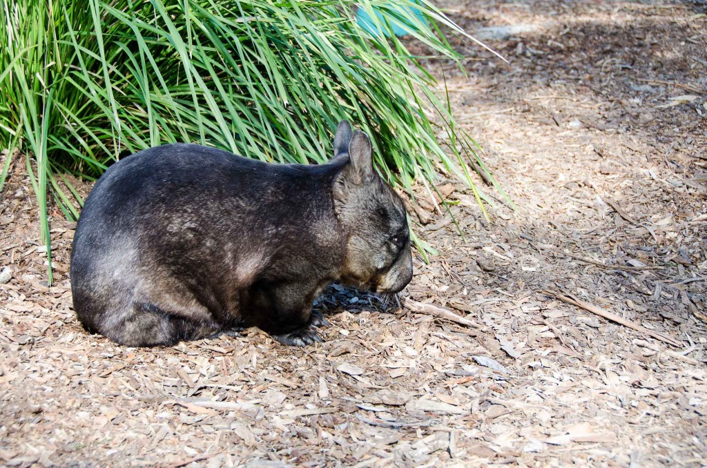 Moonlit Sanctuary Wildlife Conservation Park, Pearcedale - Love the ...