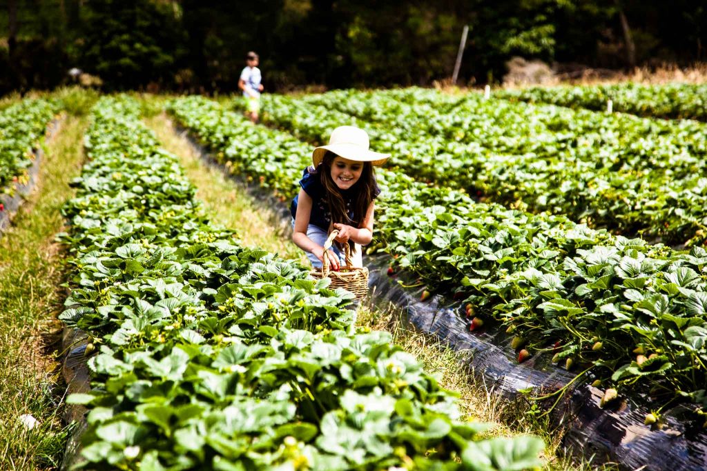 Check out our top two walks! - Love the Peninsula