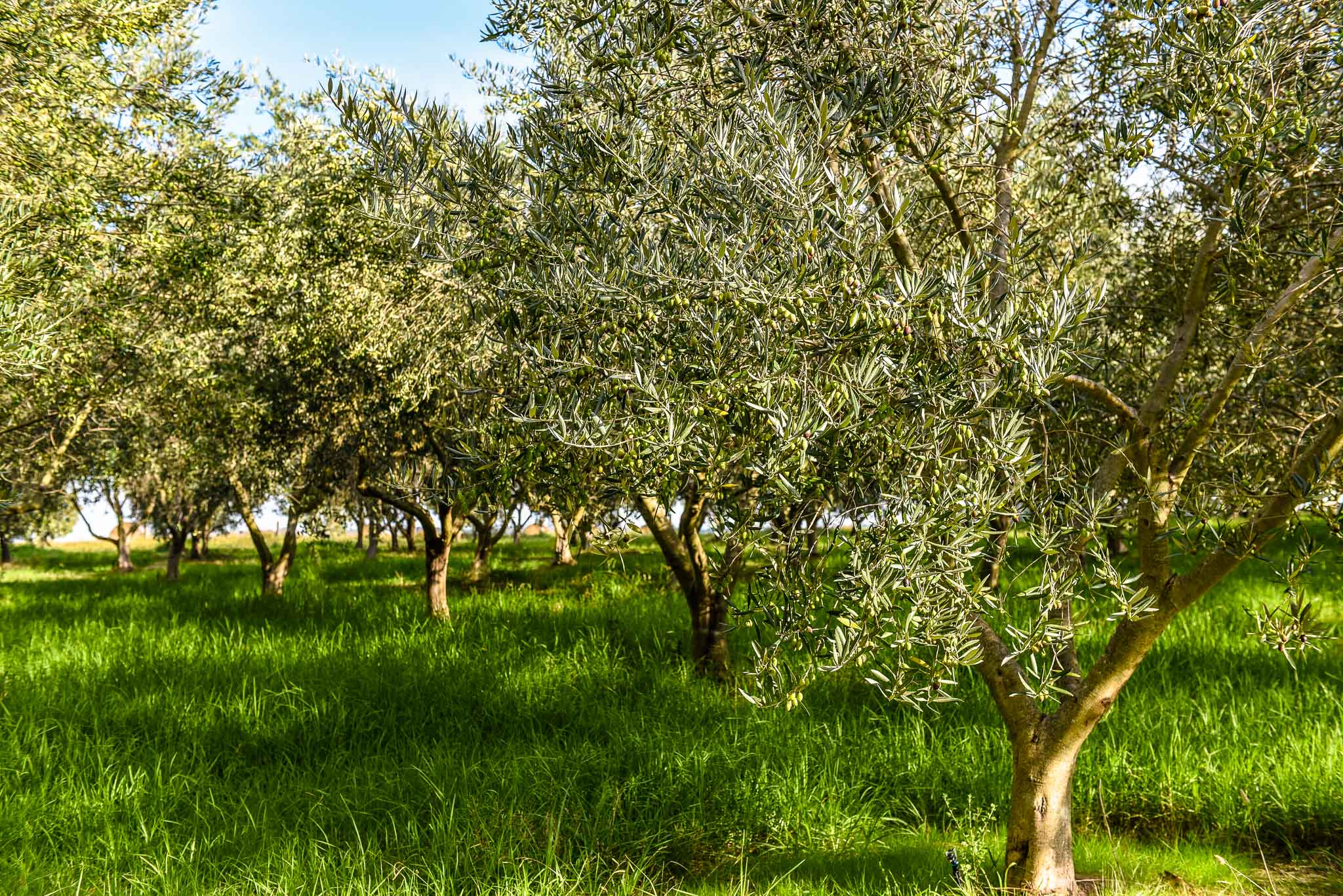 Main Ridge Olive Oil Co - Love the Peninsula