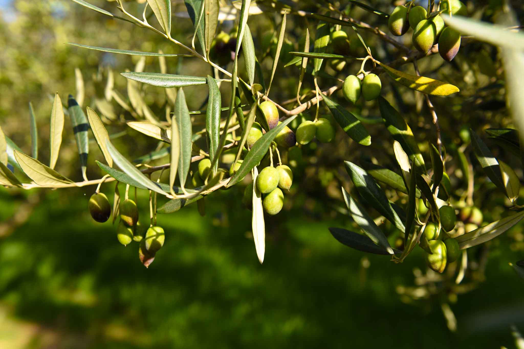 Olives ready for picking! - Love the Peninsula