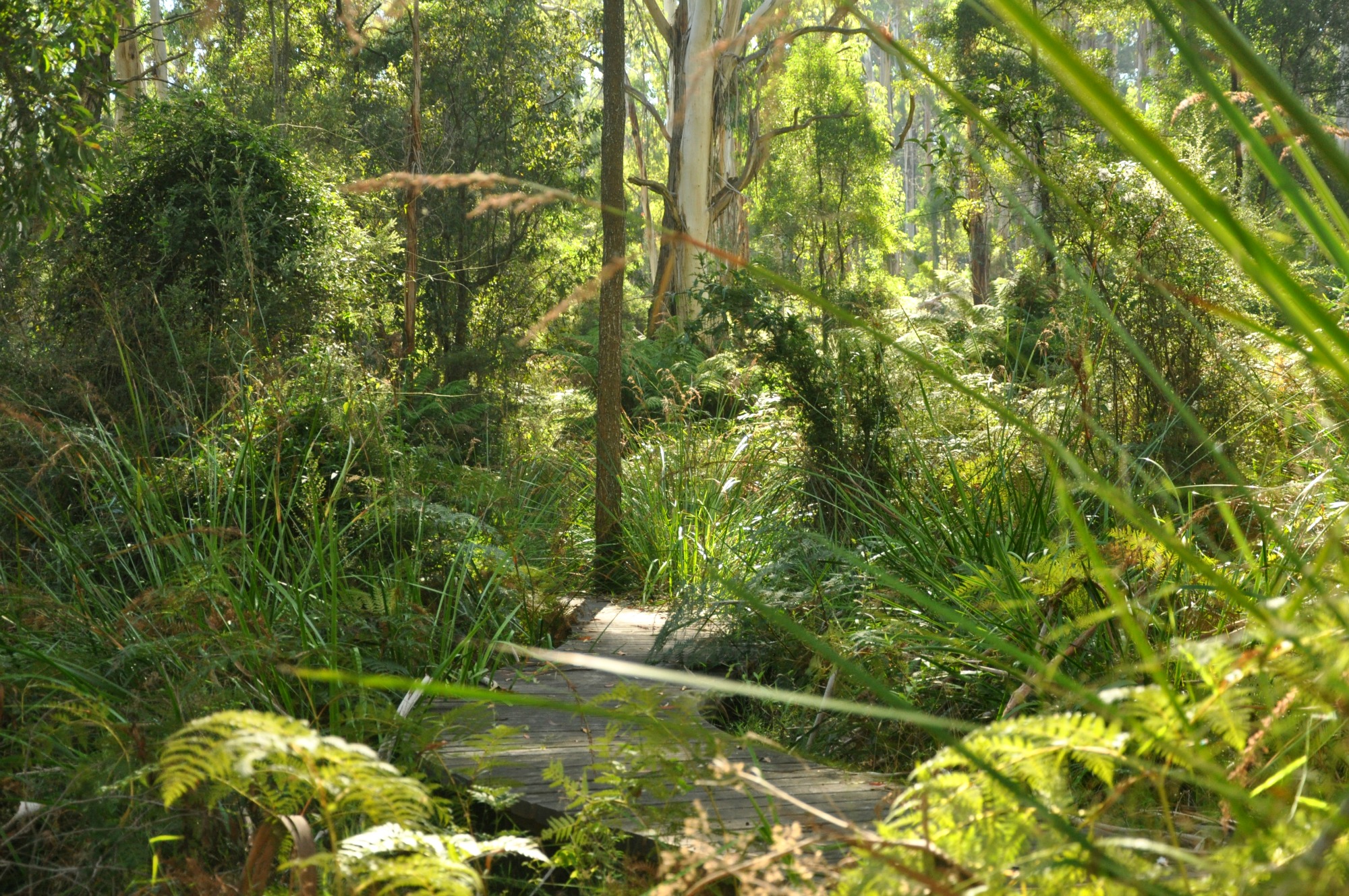 Endeavour Fern Gully - Love the Peninsula