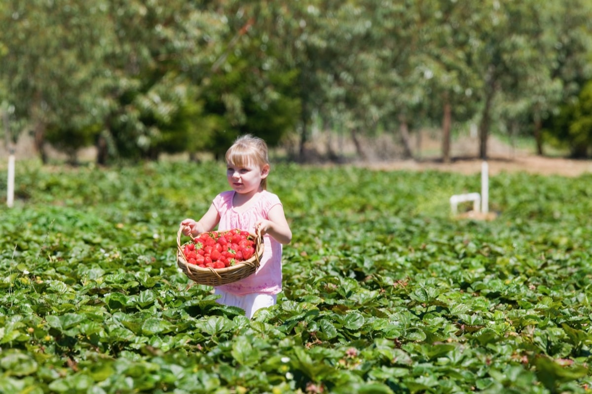 Rocky Creek Strawberry Farm Season Opening Weekend - Love the Peninsula